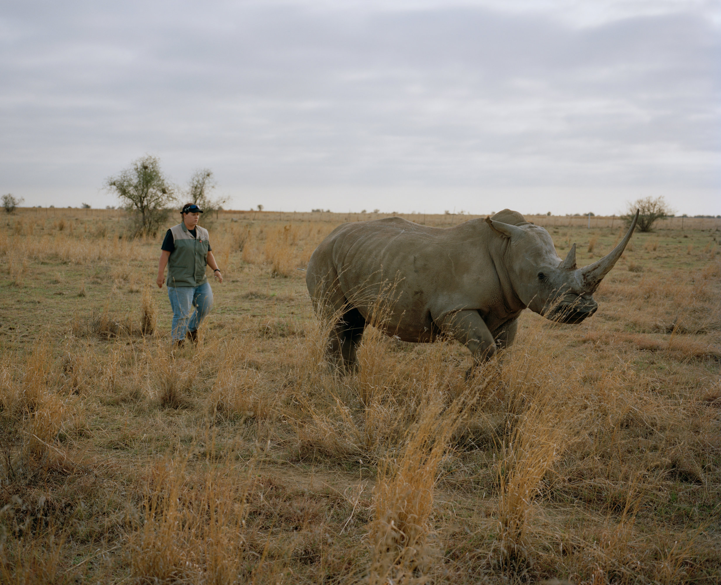 rhino farm - David Chancellor