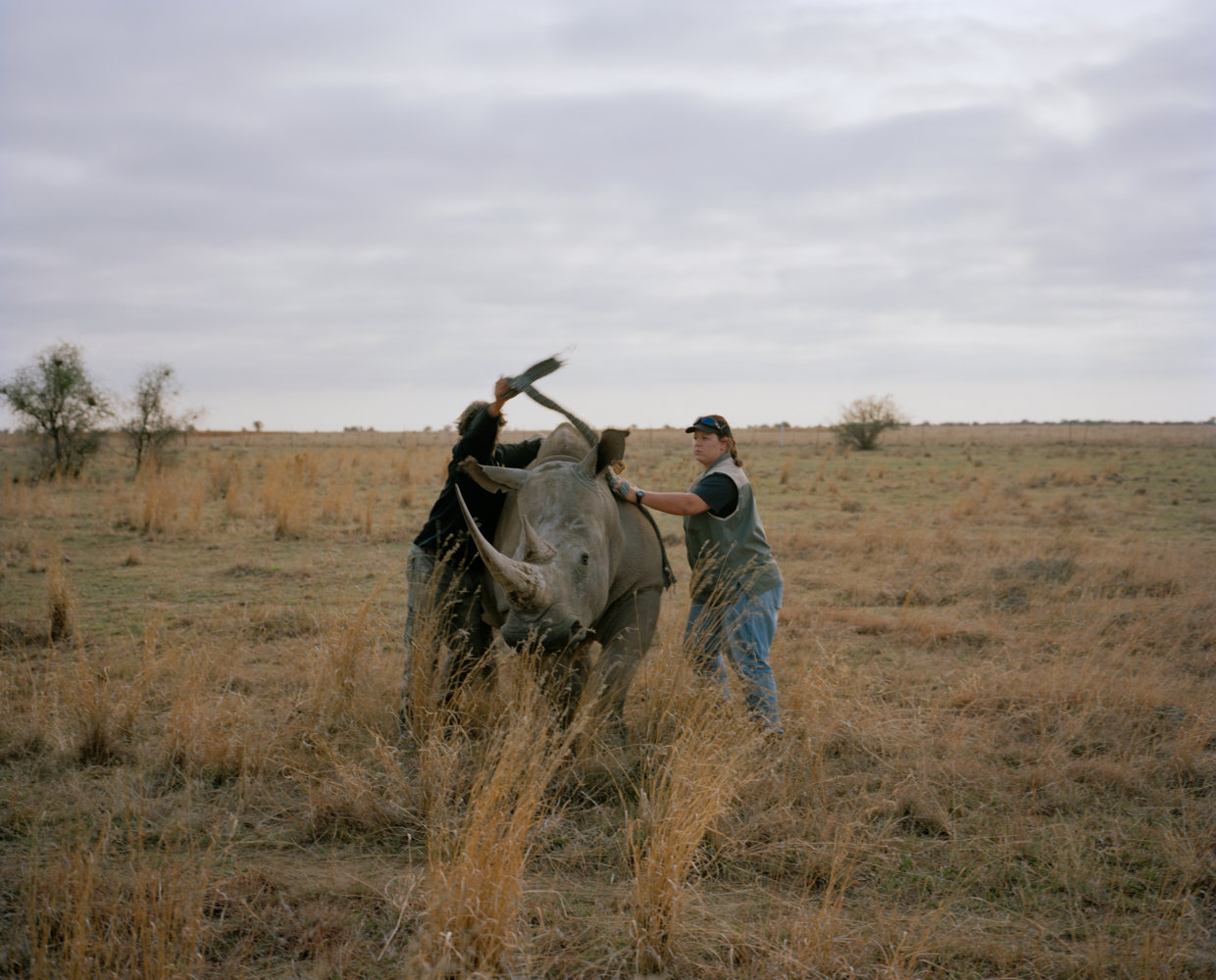 rhino farm - David Chancellor
