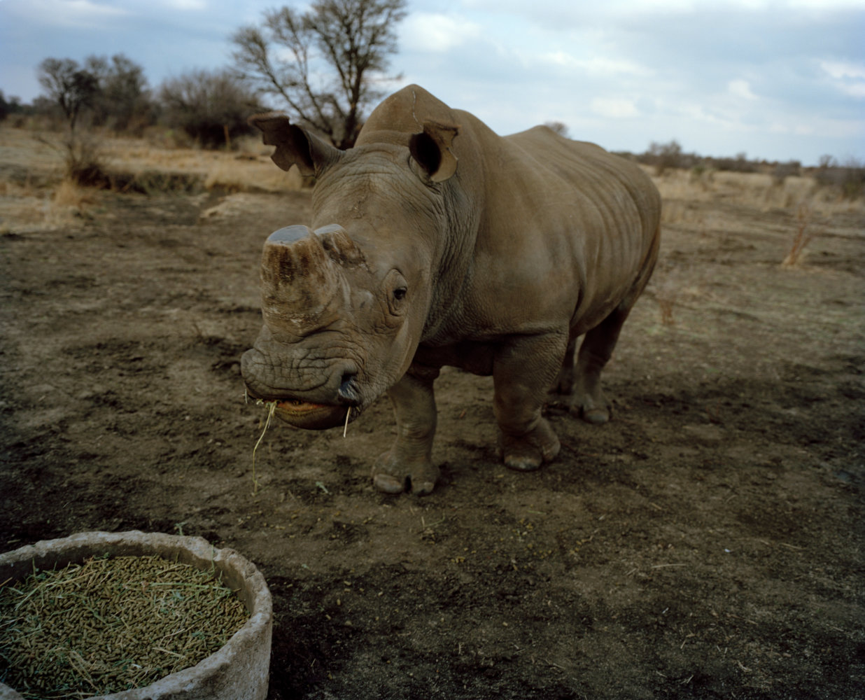 rhino farm - David Chancellor