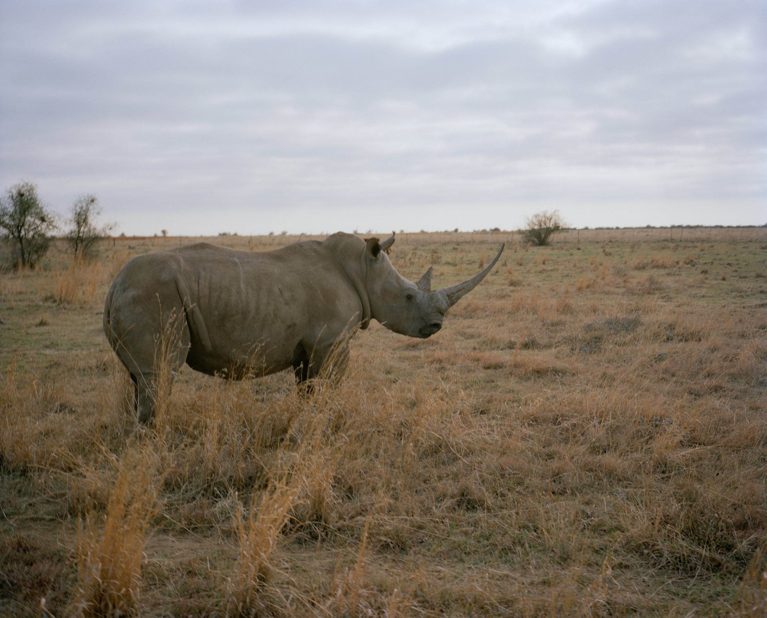 rhino farm - David Chancellor