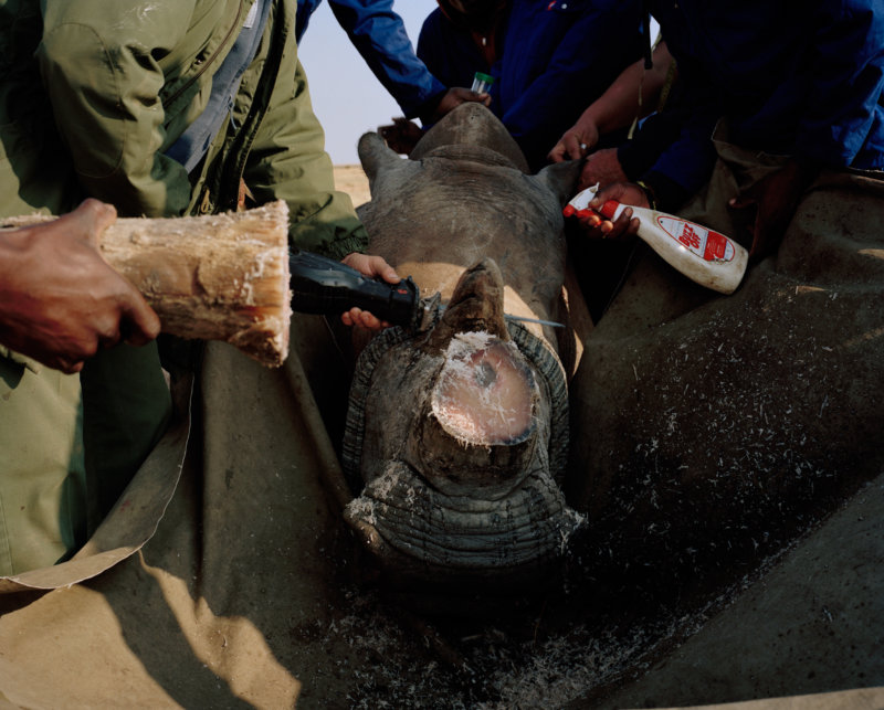 rhino farm - David Chancellor