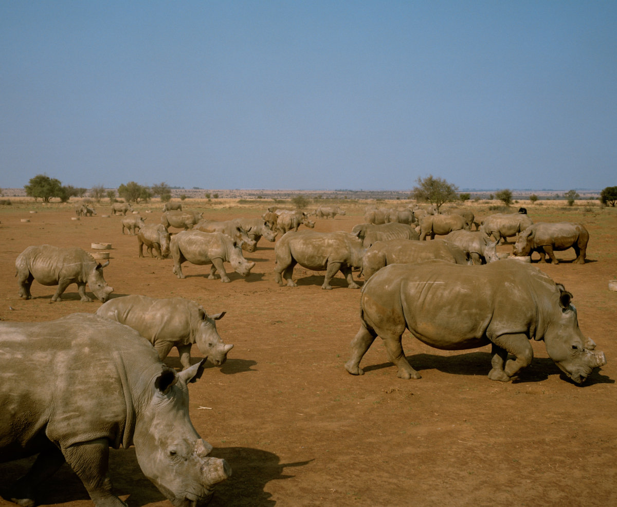 rhino farm - David Chancellor