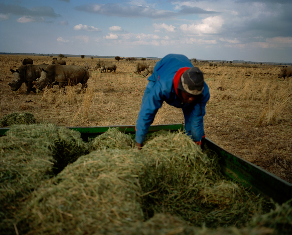 rhino farm - David Chancellor