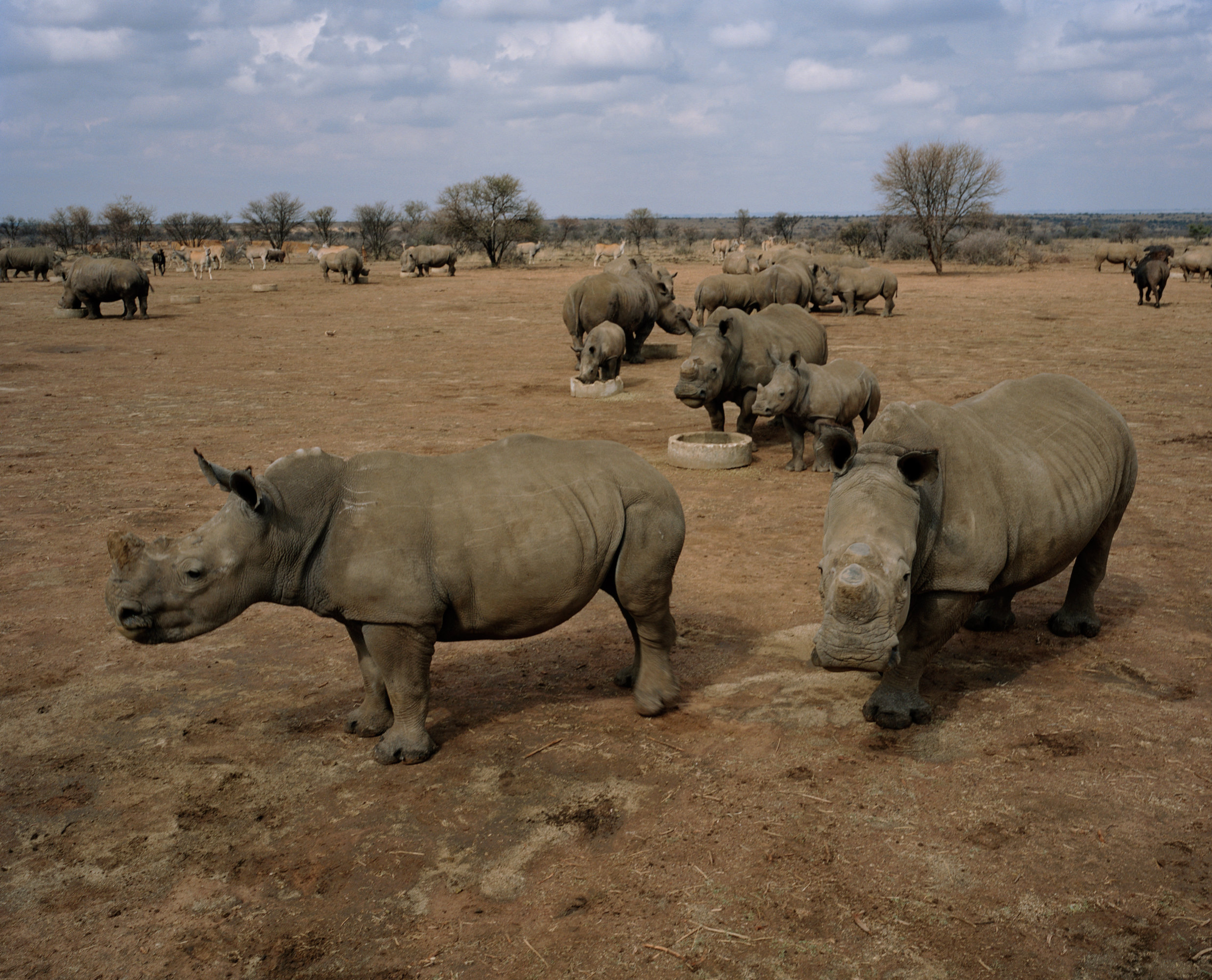 rhino farm - David Chancellor