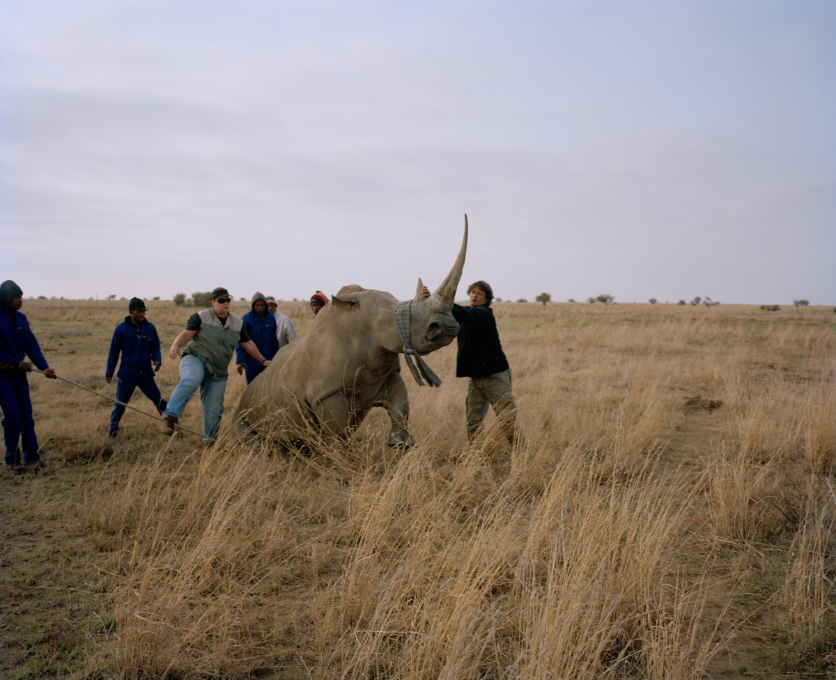 rhino farm - David Chancellor