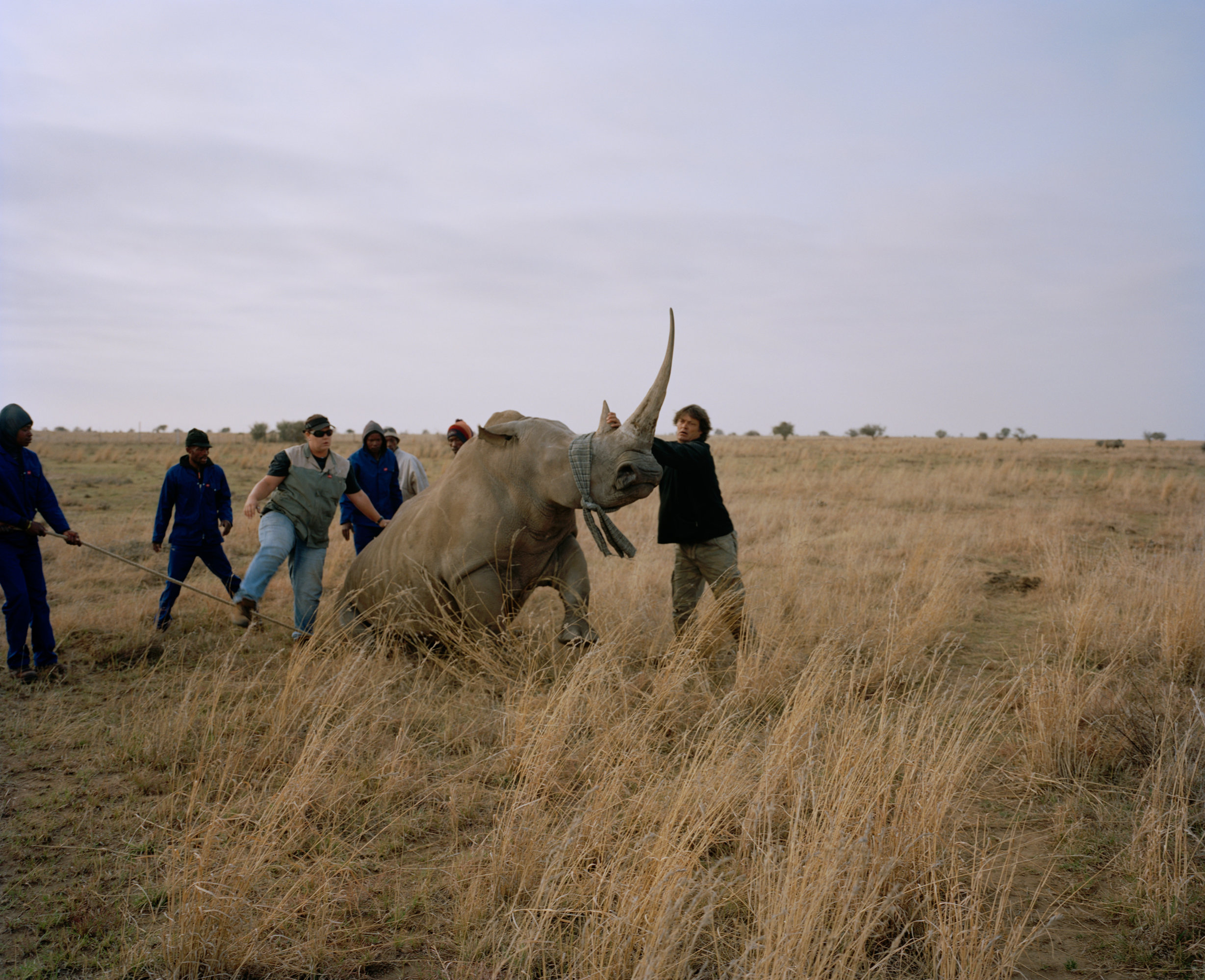 rhino farm - David Chancellor