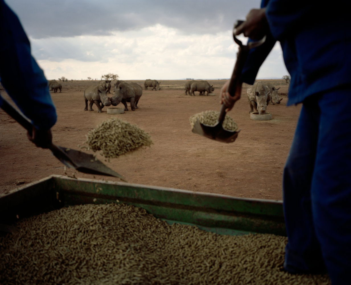 rhino farm - David Chancellor