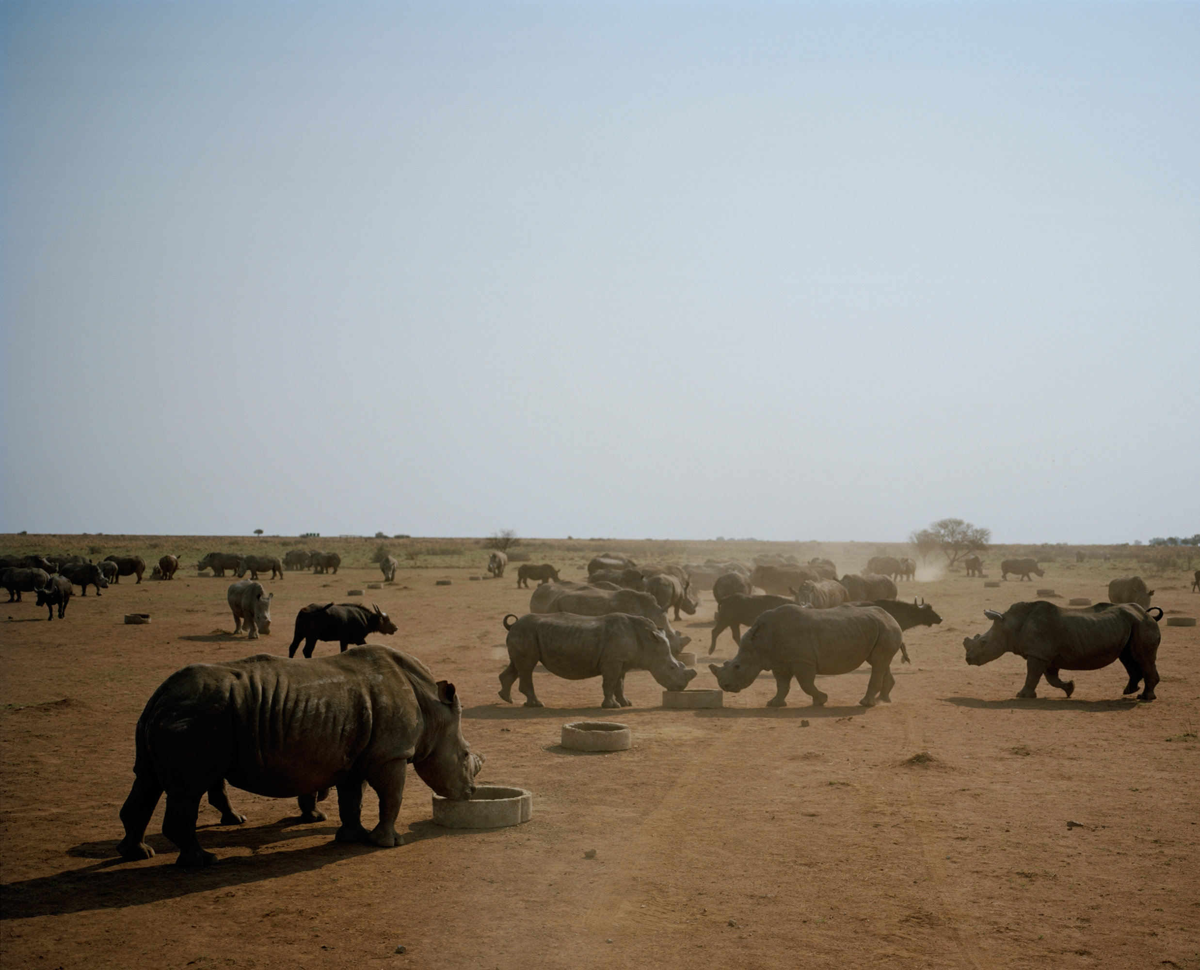 rhino farm - David Chancellor