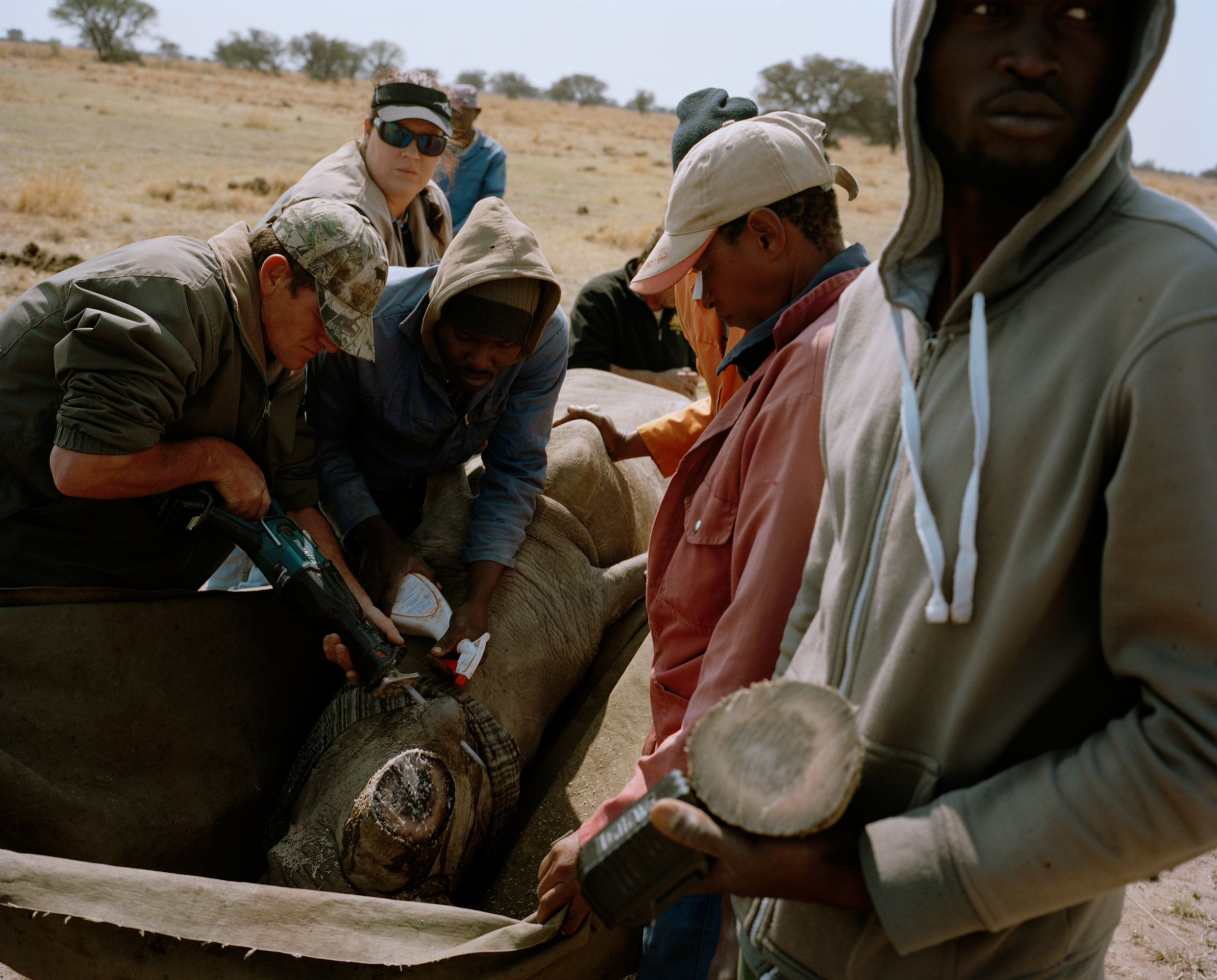 rhino farm - David Chancellor