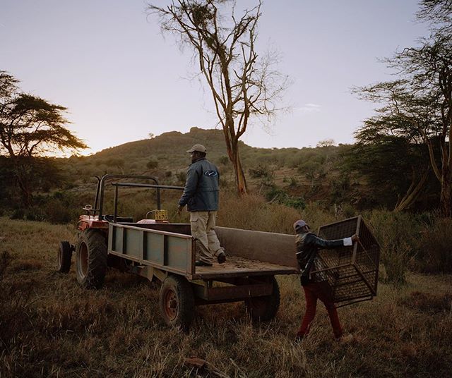 Back in northern Kenya, setting the baboon traps before dawn at Mpala ...